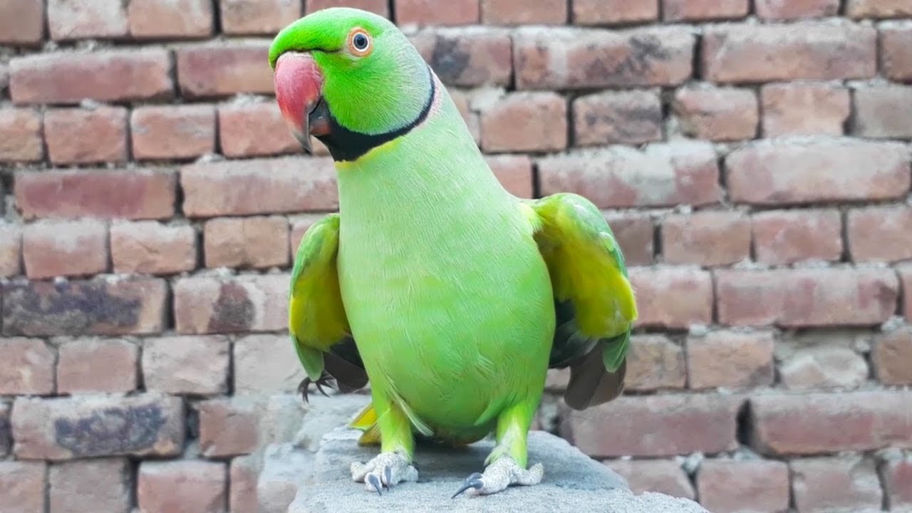 Mitthu Walking On Wall And Talking In Urdu/Hindi - YouTube