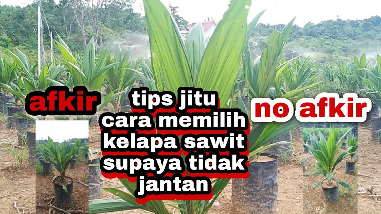 cara membedakan jantan atau betina kelapa sawit.... - YouTube