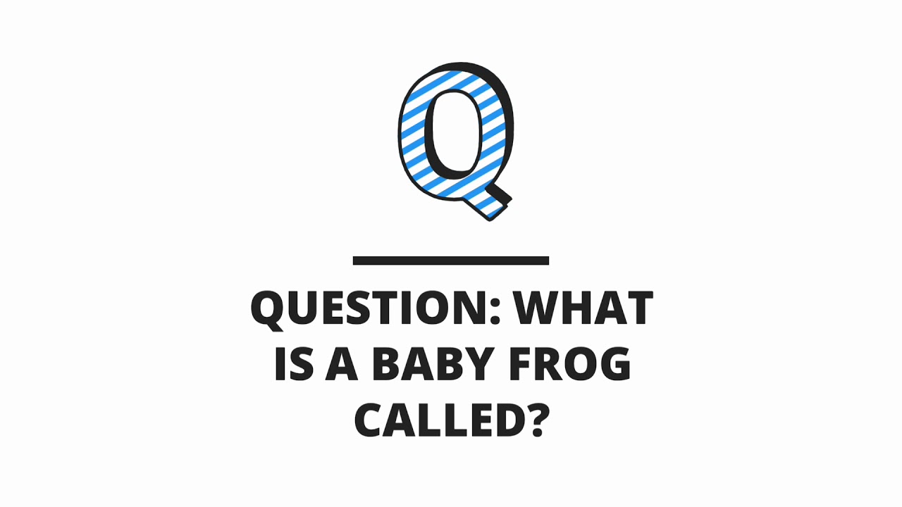 what-is-a-baby-frog-is-called-youtube