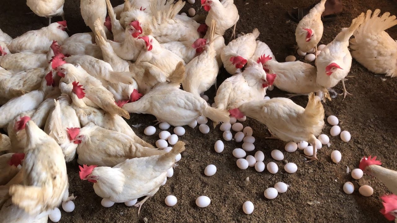 Raising chickens for eggs | collecting chicken eggs | food For Egg ...