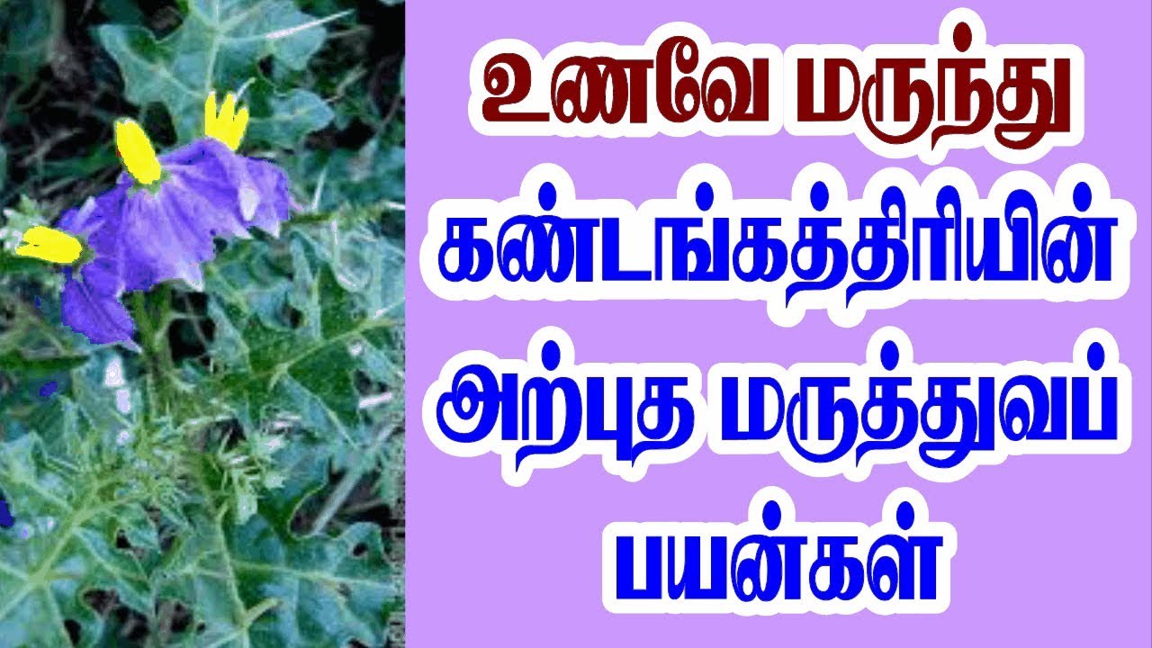 MEDICINAL BENEFITS OF KANDANKATHIRI / கண்டங்கத்திரியின் அற்புத ...