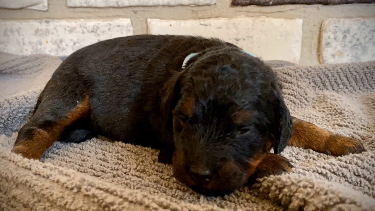 Growing up Bernedoodle - YouTube