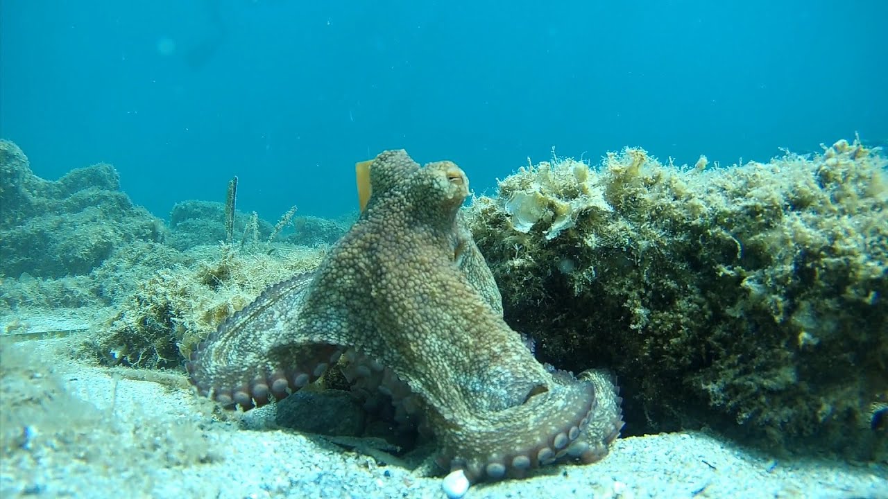 Shy octopus curious for camera (short version) - YouTube