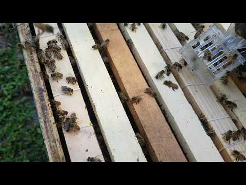 Queen flies from clip upon release - 5-11-18