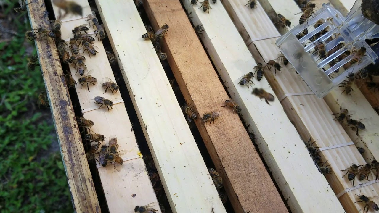 Queen flies from clip upon release - 5-11-18 - YouTube