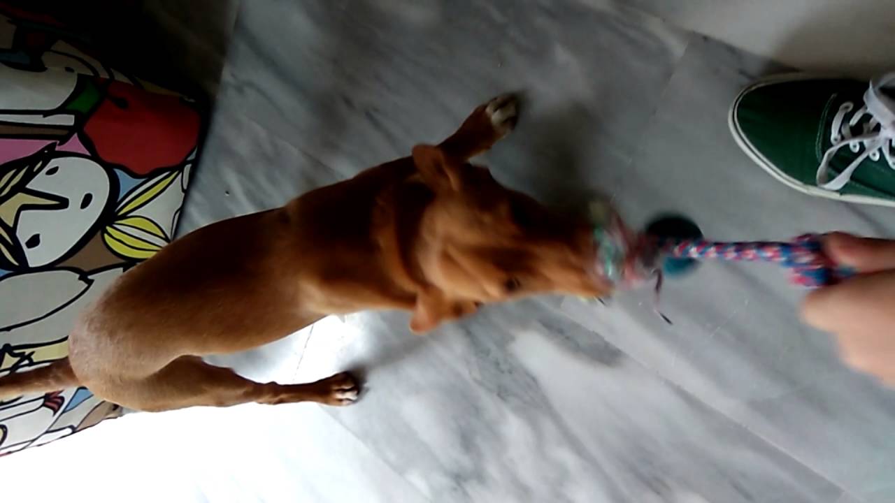 Perro con flow - YouTube