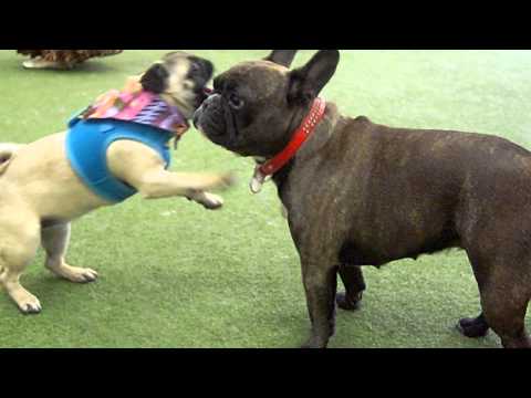 pug vs french bulldog