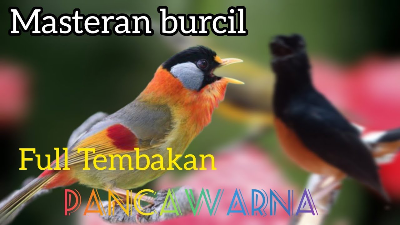 masteran burung kecil tembakan brutal / masteran burung juara ...