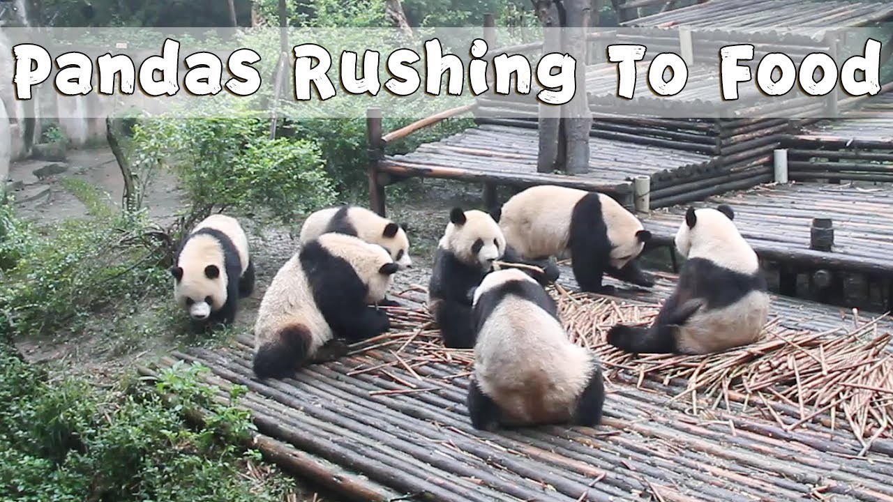 Pandas Rushing To Food | iPanda - YouTube