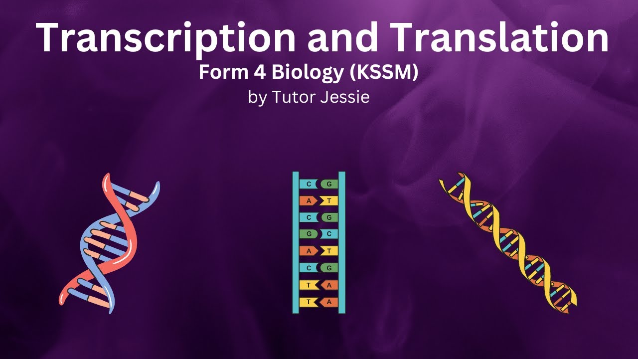 Transcription and Translation Form 4 Biology (KSSM) - YouTube