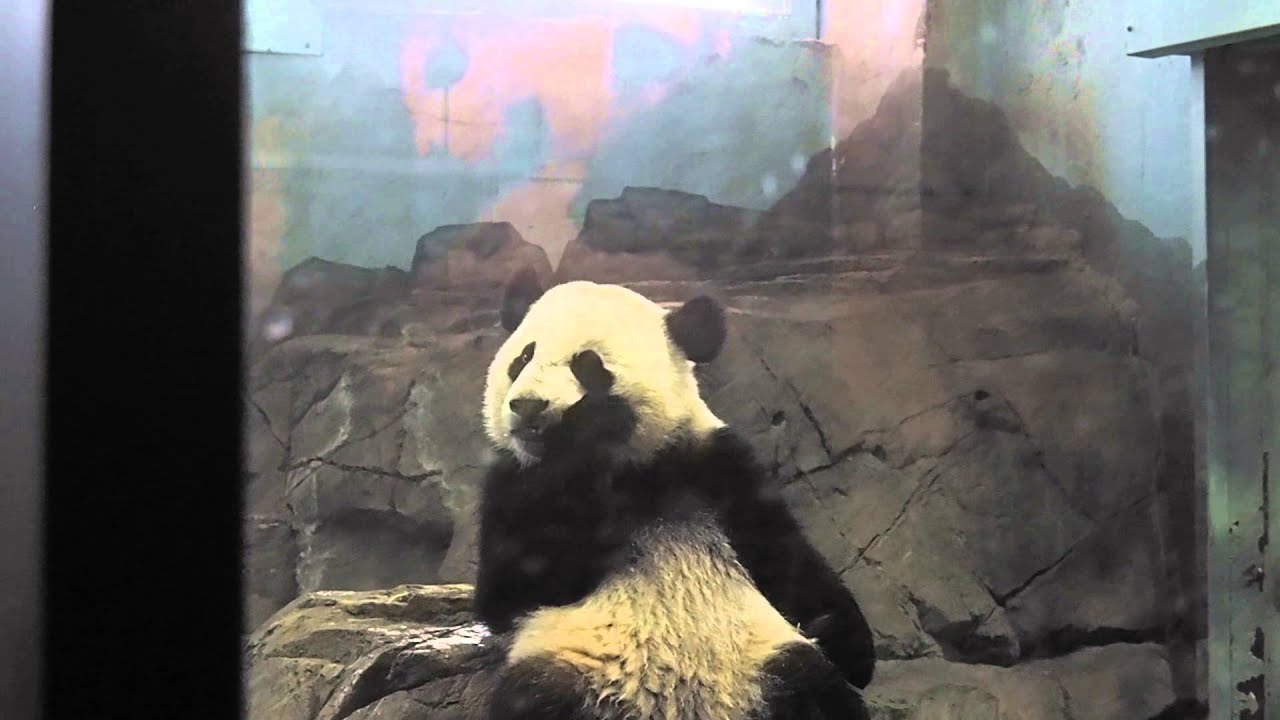 All about Bao Bao the Giant Panda Cub - YouTube
