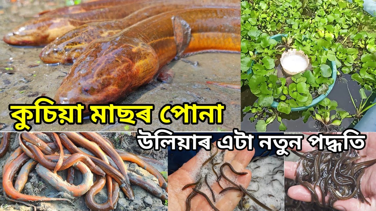 eel fish breeding new technique / ell fish breeding / how to make money ...
