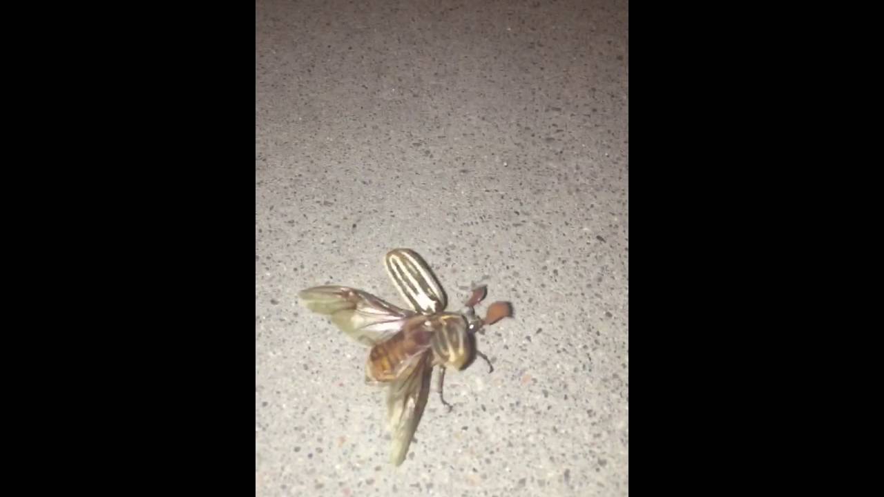 Colorado June Bug - YouTube