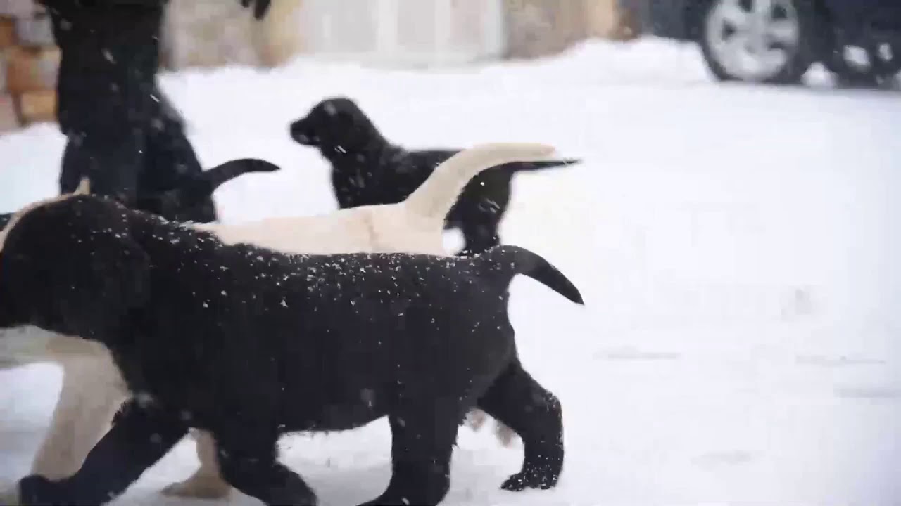 Labrador Retriever Puppies For Sale John Beiler - YouTube