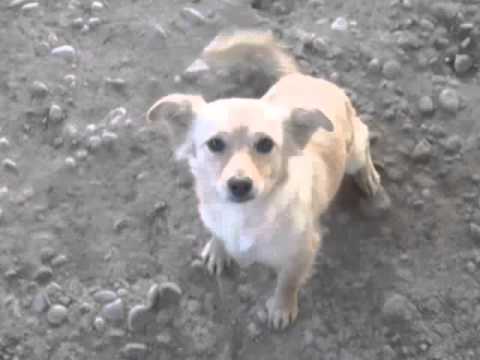 ITIN qeyri adi reksi