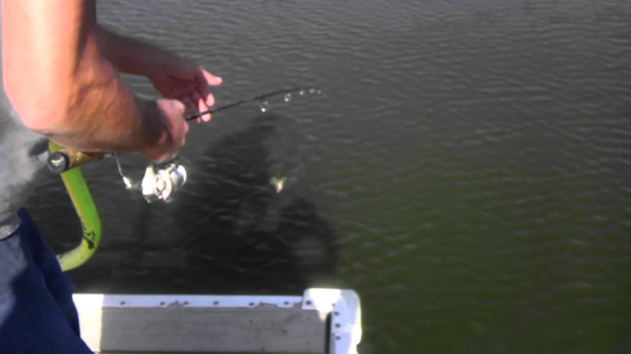 Nice Size Perch Caught Fishing In the Bermuda Triangle with Kid Rock ...