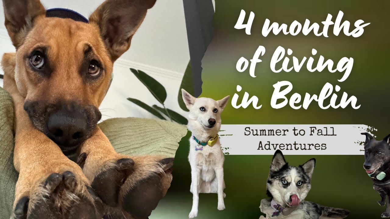 Berlin Dog Life: Pawsome Adventures with Grandpawrents 🐾 | Swimming ...