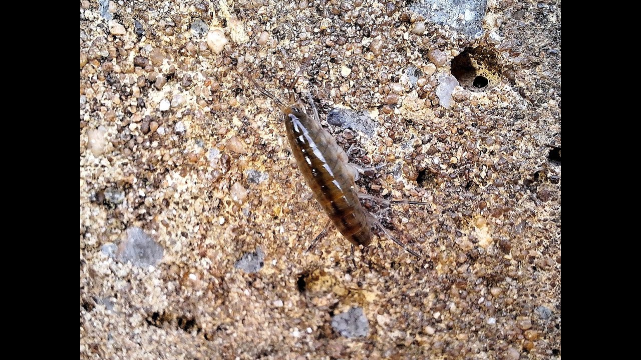 Sand hopper , Talitrus saltator - YouTube