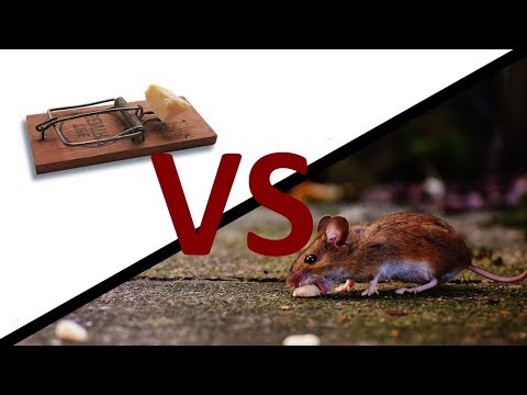 5 видов мышеловок своими руками, гуманные и не очень!!!