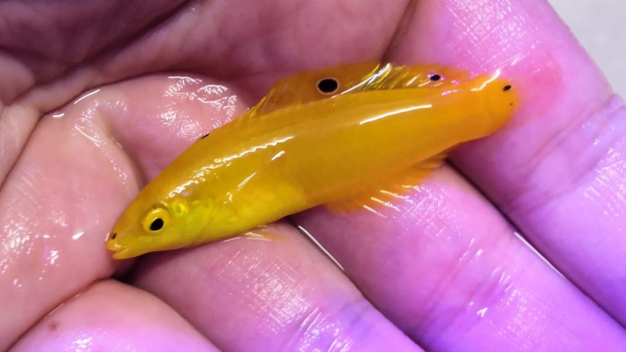 Pez Coris Amarillo