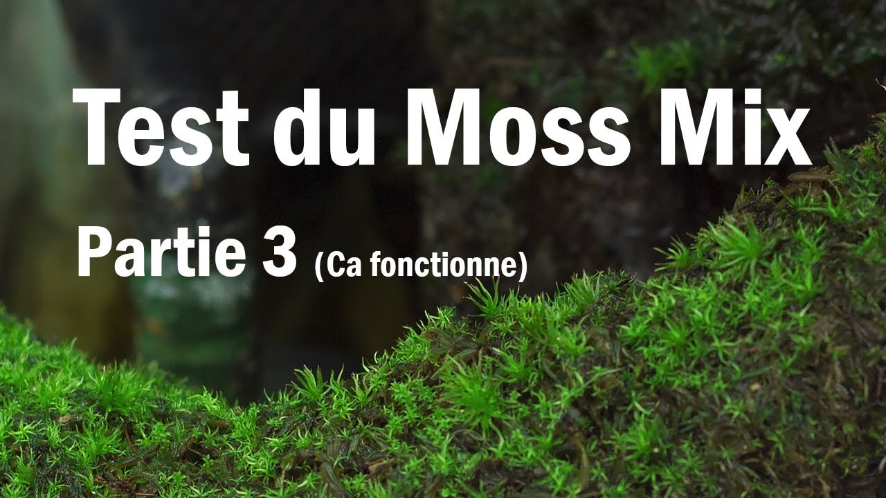 Test du Moss Mix partie 3 - Ca fonctionne! - YouTube