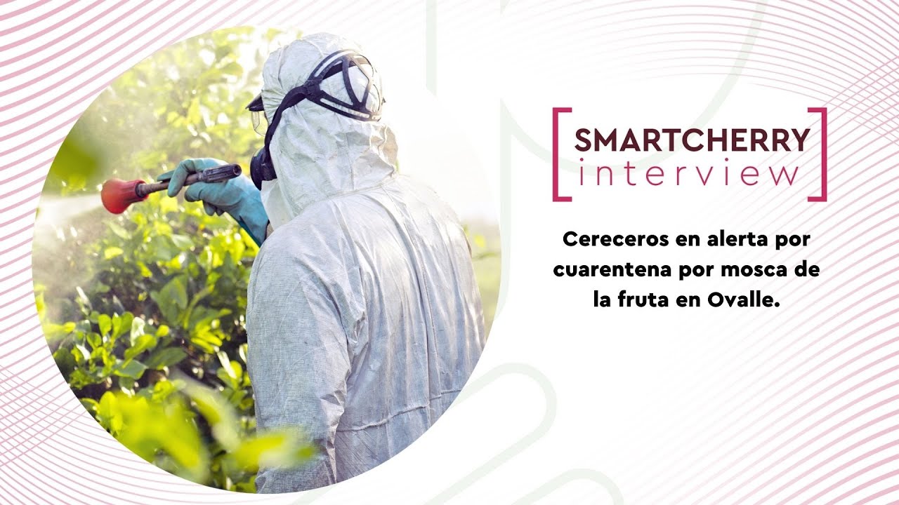 Smartcherry Interview: Alerta por cuarentena por mosca de la fruta en Ovalle - YouTube