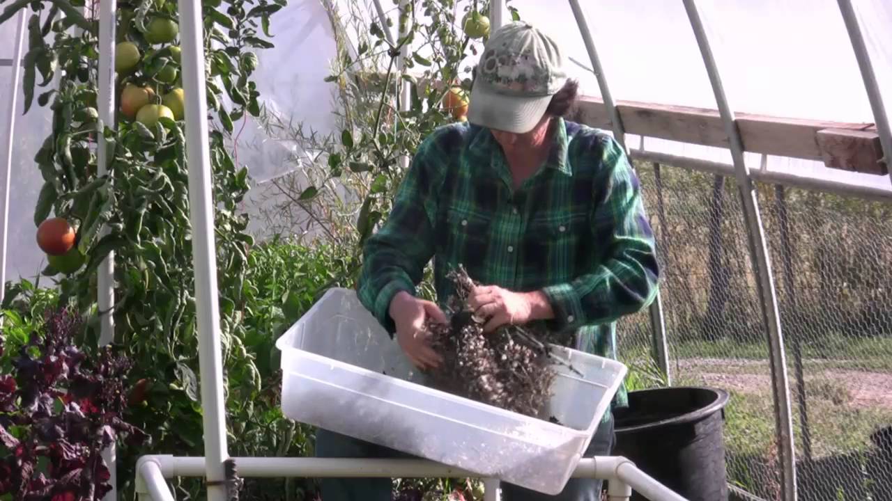 How to Separate the Seed from the Chaff with Firecracker Lettuce Seed ...