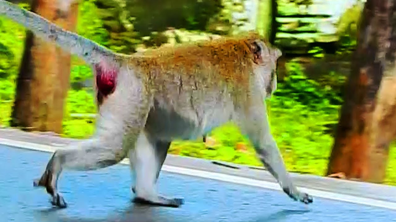 VERY THIRSTY WATER JANE MONKEY GOING A HEAD TO THE LAKE TO DRINK WATER ...