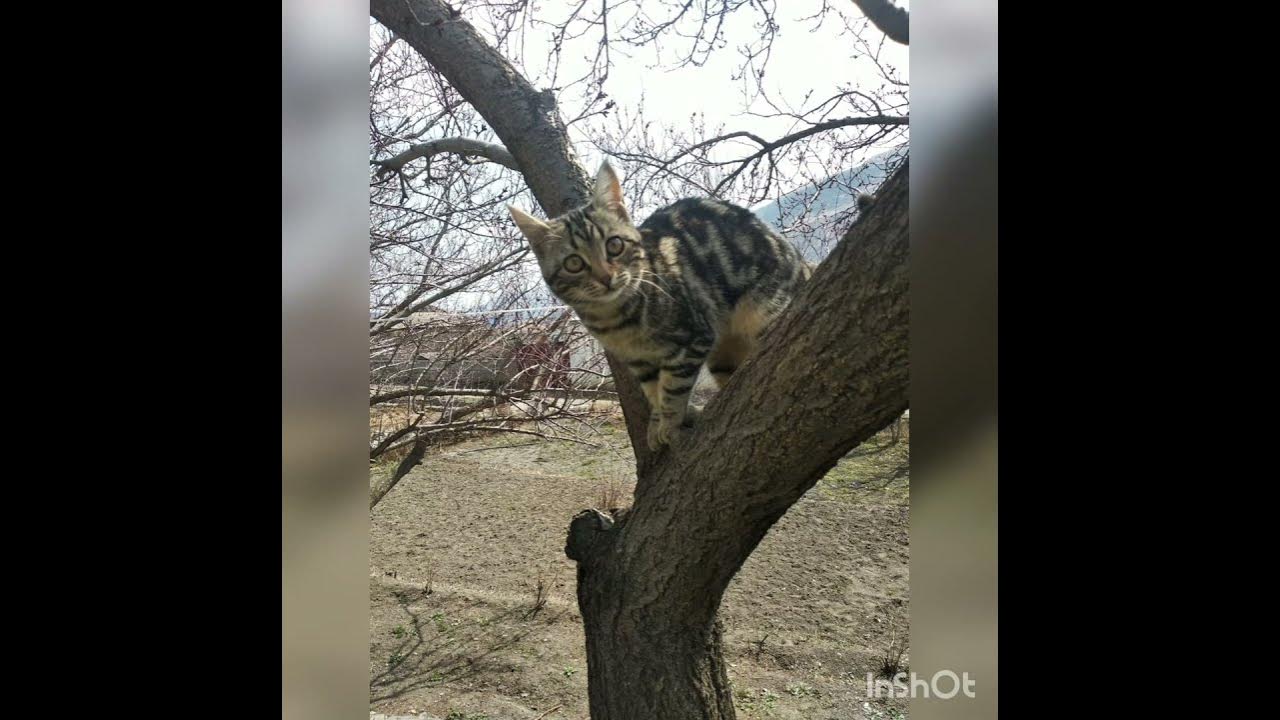 Кот на дереве - YouTube