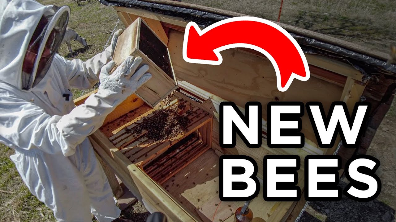 Bee Package Install: Welcoming Our Latest Bee Colony - YouTube