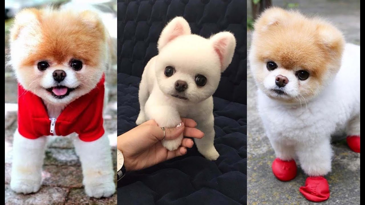 cute and fluffy animals\милые и пушистые животные - YouTube