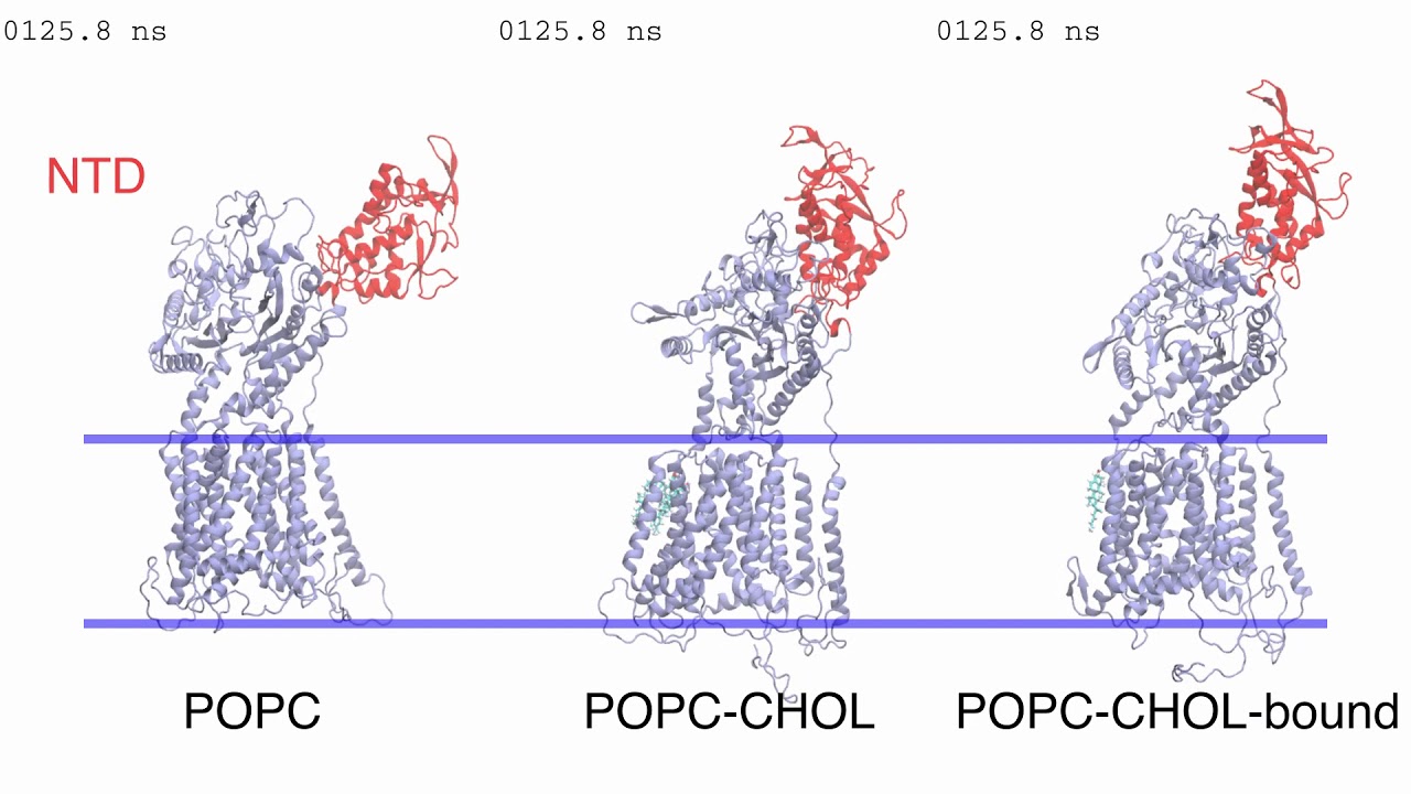 Comparision of different biological scenarios with computer simulations ...