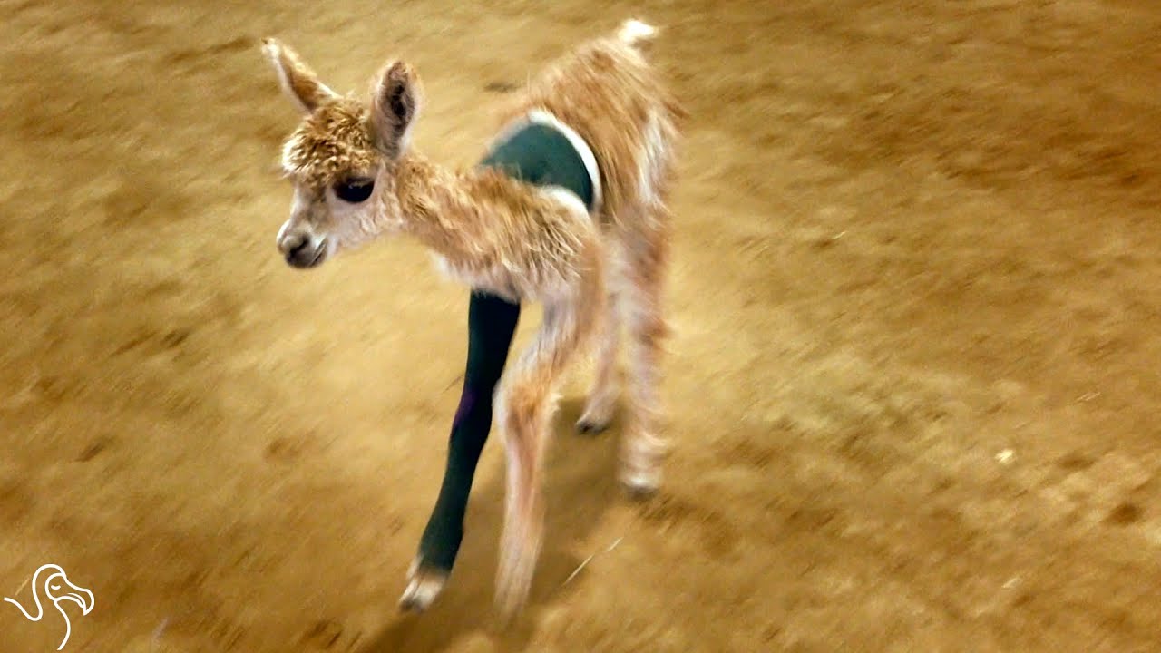 Littlest Alpaca Grows Strong In Fabulous Outfits - YouTube