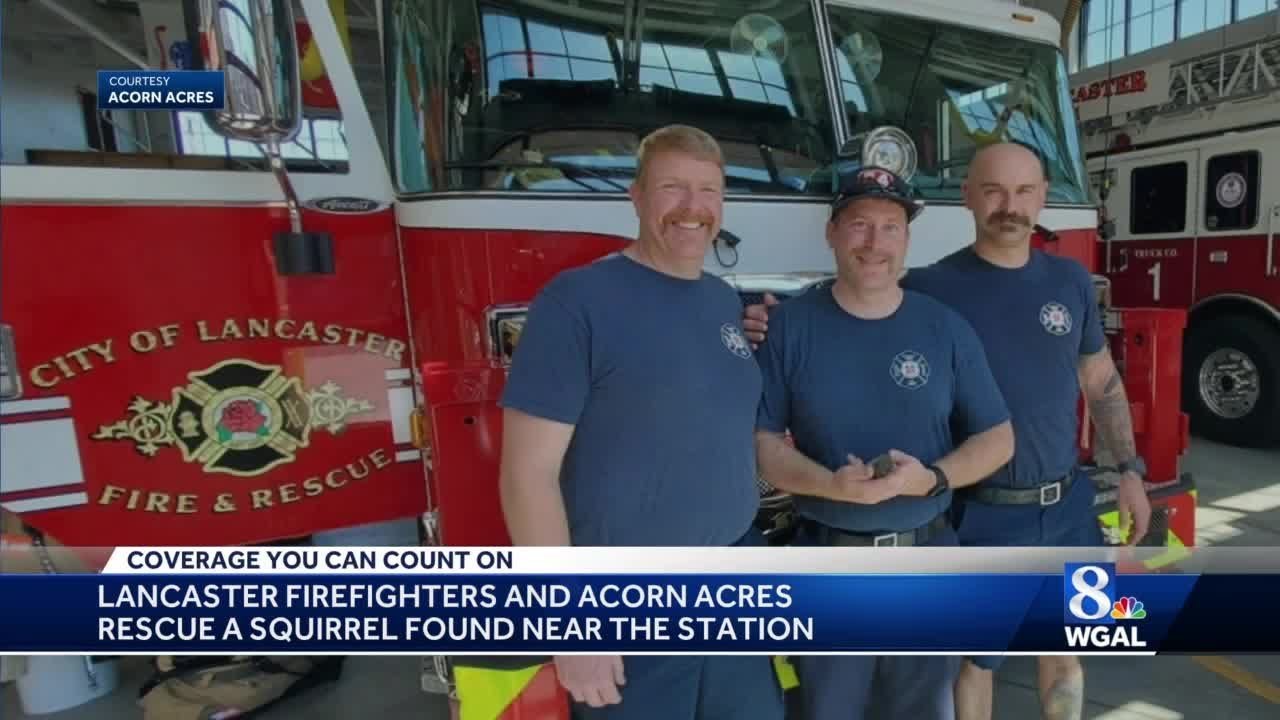 Baby squirrel saved by lancaster firefighters - YouTube