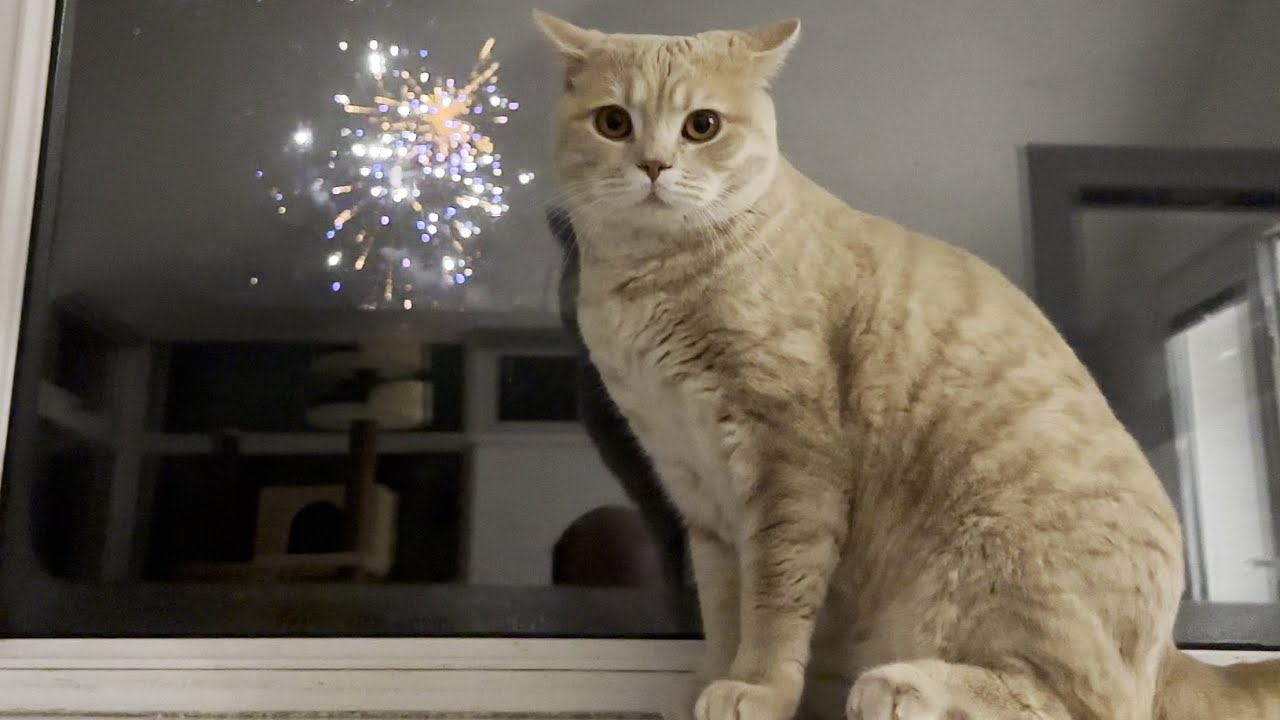 Cat Reacts To Fireworks - YouTube