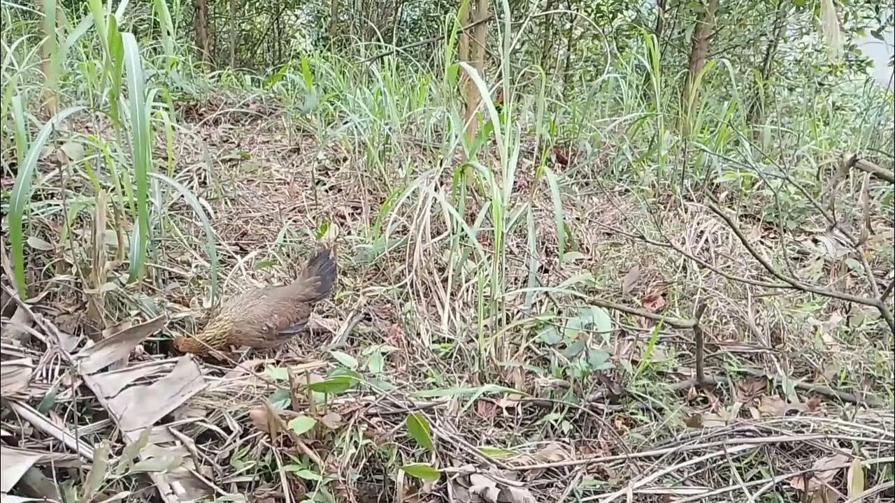 Bẫy gà rừng mới nhất bằng mồi mái và cái kết....cuab qaib qus tuaj zoo heev - YouTube