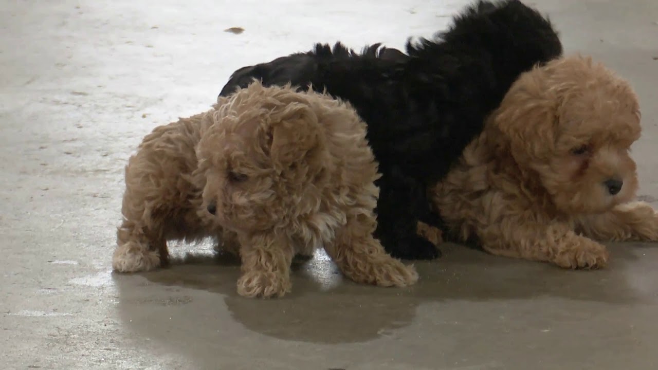 Marcus Raber's Yorkiepoo Puppies - YouTube