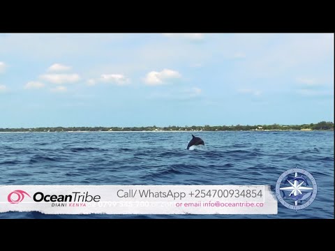 Dolphin Watching in Diani -Aqua Blue by Ocean Tribe SD 480p - YouTube