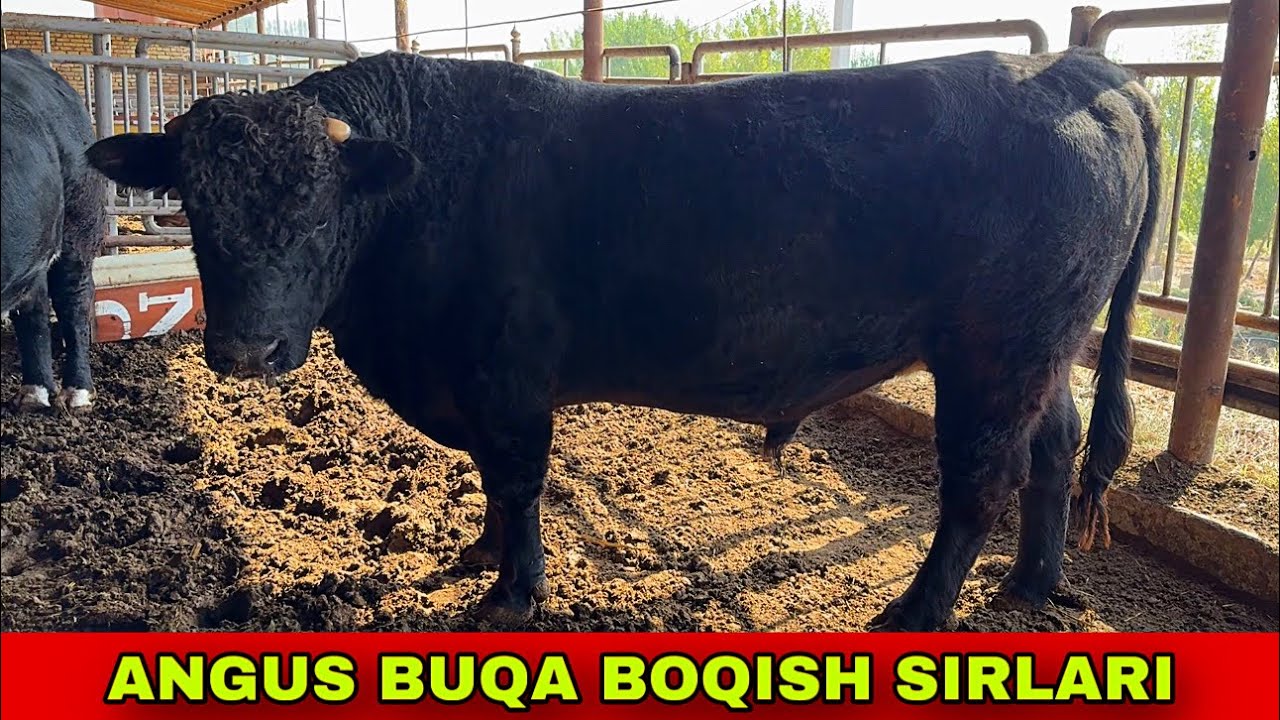 ANGUS BUQA BOQISH SIRLARI ☎️97-272-10-01 OPTOM JOYI - YouTube