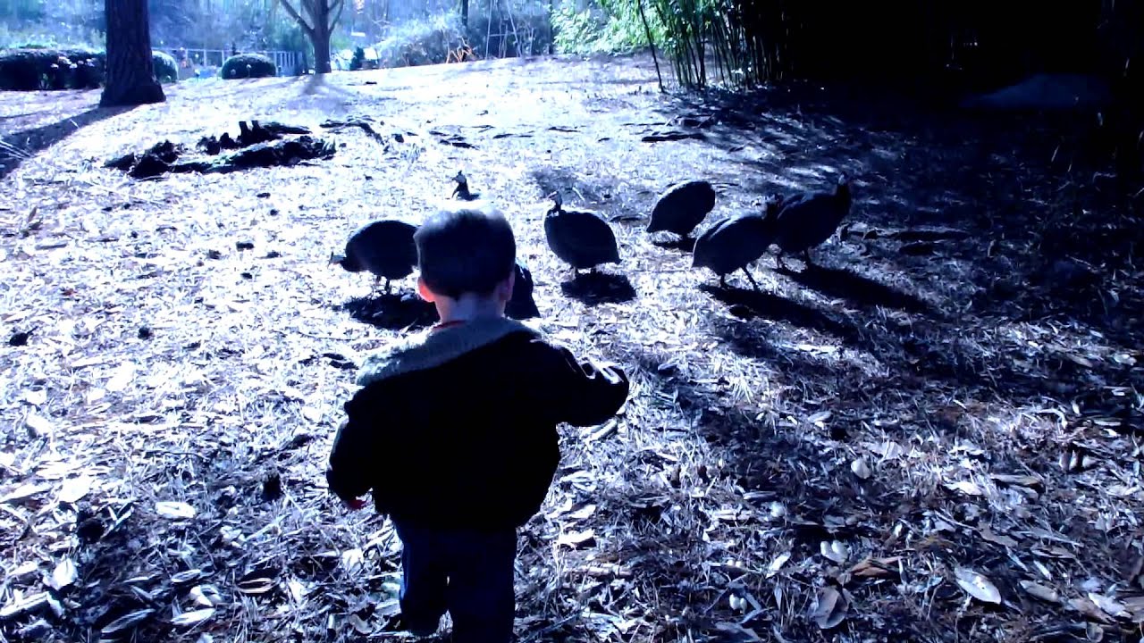 Trent attacks birds - YouTube
