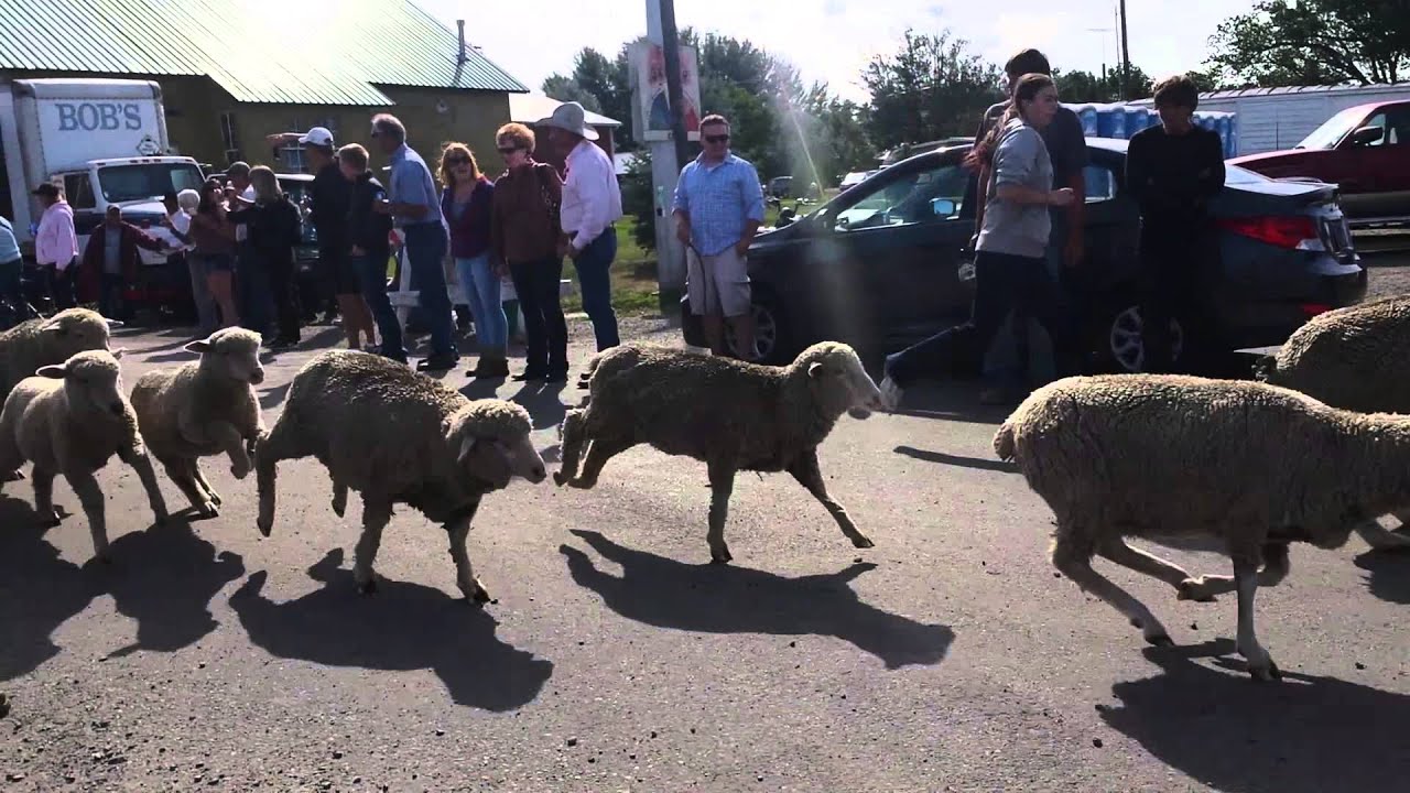 2015 Sheep Drive - YouTube