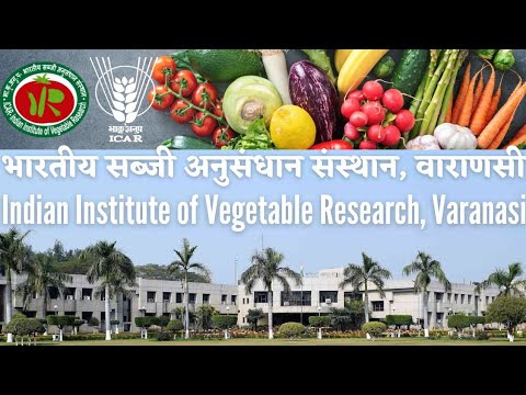 INDIAN INSTITUTE OF VEGETABLE RESEARCH VARANASI | IMPORTANCE OF ...