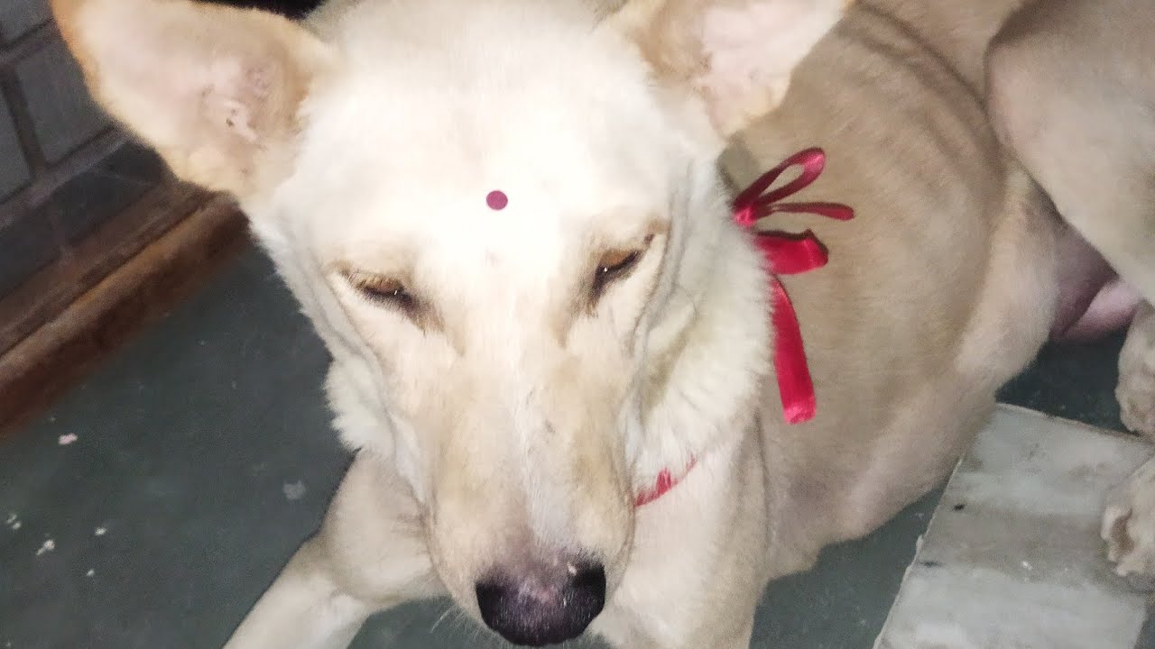 barish me nha k aur bhi namkeen ho gyi ho 🤭 #alia #dontshopadopt # ...