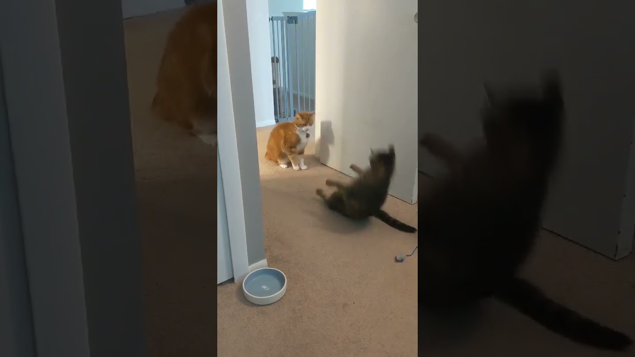 One Punch Knockout Cat - YouTube