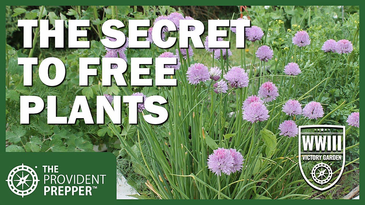 WWIII Victory Garden: Sharing Plant Starts Is a Fantastic Way to Build ...