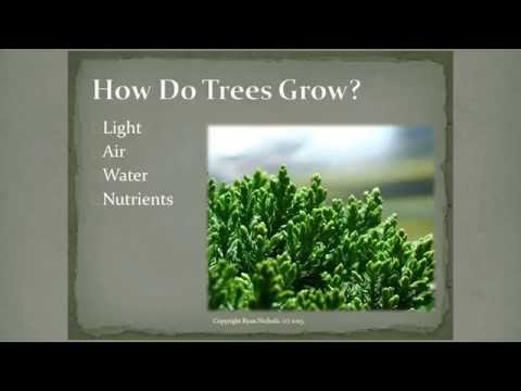 The Science of Bonsai, Part 1