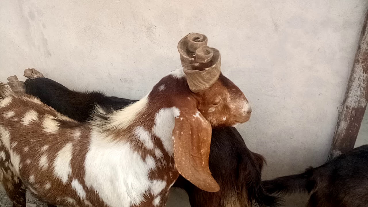 بکریاں ہوں تو دامانی | Damani goats and damani bucks for goat farming ...
