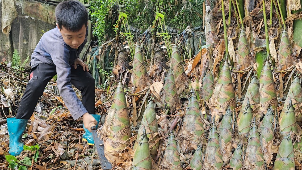 Climbing mountains to pick wild bamboo shoots, processing bamboo shoots ...