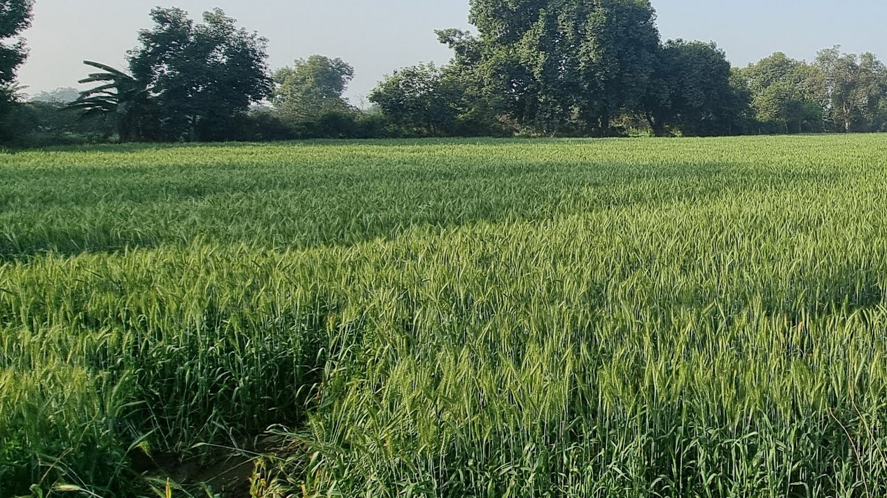 Village Life In Delhi - YouTube