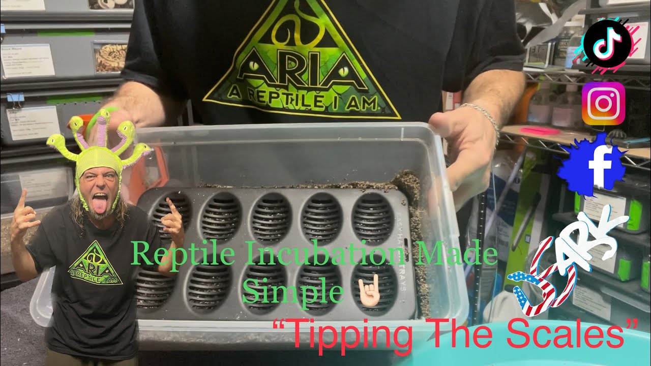Reptile Egg 🥚 Incubation Box Setup Made EASY! SETUP TUBS AS YOU WATCH 💯 ...